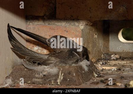 Almost fully grown Common swift chick (Apus apus) scratching its head ...