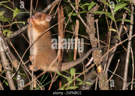 Rufous Ringtail Possum (Pseudocheirus peregrinus subsp. pulcher ...