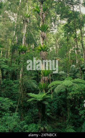 Subtropical rainforest with tree fern understorey, Border Ranges ...