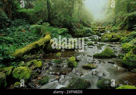 Subtropical rainforest, New England National Park, Gondwana Rainforest ...