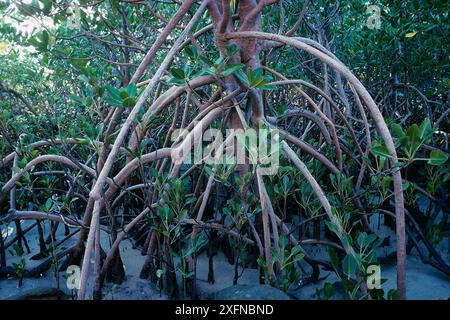 Red mangrove (Rhizophora stylosa), Ningaloo Marine Park, Ningaloo Coast ...