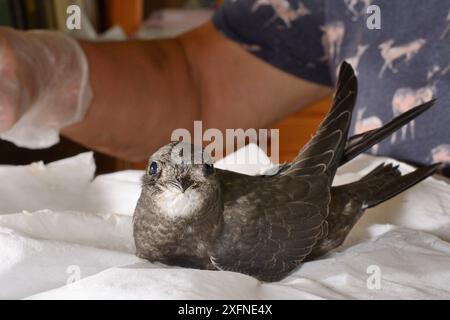 Orphaned Common swift chick (Apus apus) being offered insect food by ...
