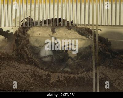 Female Deserta Grande wolf spider (Hogna ingens), with Bulbous canary ...