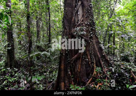 Enormous rainforest tree trunk supporting epiphytic plants, Gunung Mulu ...