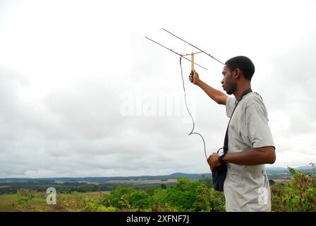 Park biologists radio tracking a troop of Mandrills (Mandrillus sphinx ...