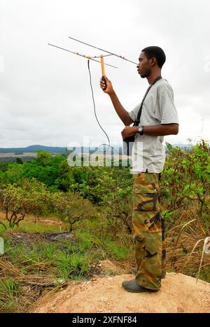 Park biologists radio tracking a troop of Mandrills (Mandrillus sphinx ...