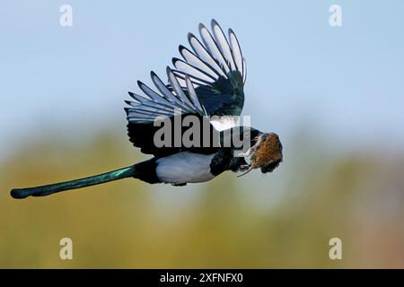 Eurasian magpie with a mouse in its beak Stock Photo - Alamy