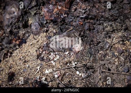 Bore dust a reddish sawdust like substance known as frass could be an ...