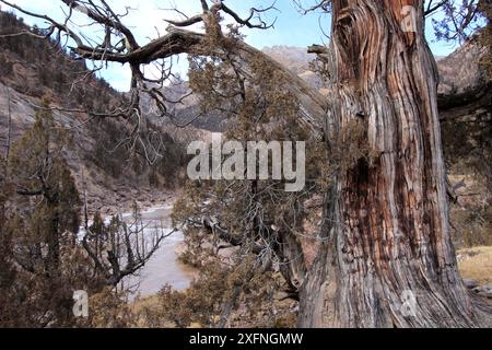 Ancient trees. Tibetan plateau Stock Photo - Alamy