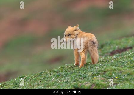 Tibetan Fox (Vulpes ferrilata) Sanjiangyuan National Nature Reserve ...