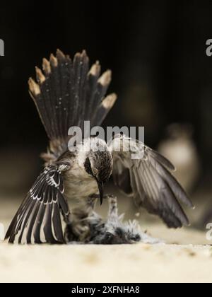 Galapagos Mockingbird (Mimus parvulus) in the bushes, Santa Cruz Island ...