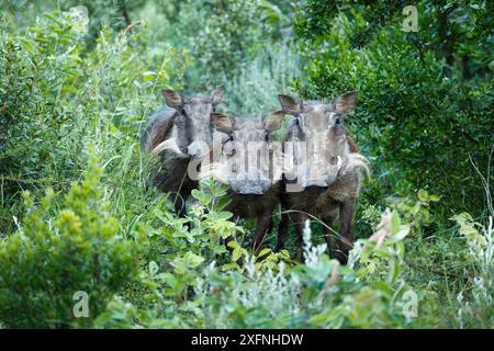 Warthog (Phacochoerus africanus) Itala Game Reserve, KwaZulu-Natal ...
