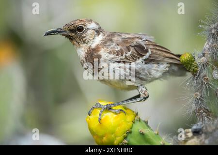 Floreana mockingbird (Nesomimus trifasciatus) from remnant population ...