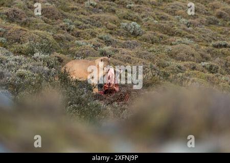 Puma (Puma concolor) male eating a Guanaco at dawn, Torres del Paine ...