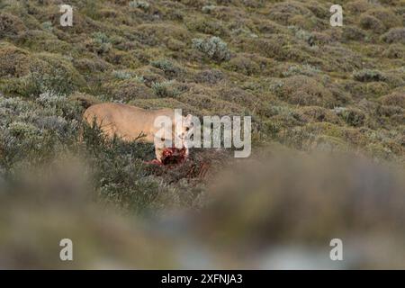 Puma (Puma concolor) male eating a Guanaco at dawn, Torres del Paine ...