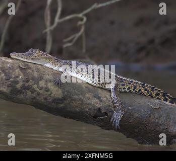 A baby Saltwater crocodile (Crocodylus porosus) isolated on white ...