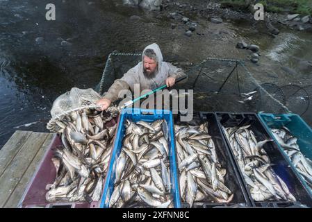 A man catches a fish during an annual phenomenon of fish swimming ...