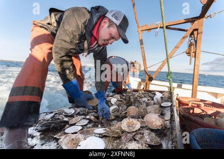 Fishermen harvesting scallops from a scallop dredge on a scallop boat ...