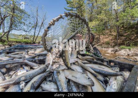 A man catches a fish during an annual phenomenon of fish swimming ...