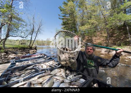 A man catches a fish during an annual phenomenon of fish swimming ...