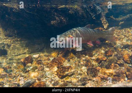 Greenback cutthroat trout (Oncorhynchus clarkii stomias) in spawning ...