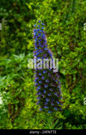 Vertical closeup of Echium candicans, the pride of Madeira Stock Photo ...