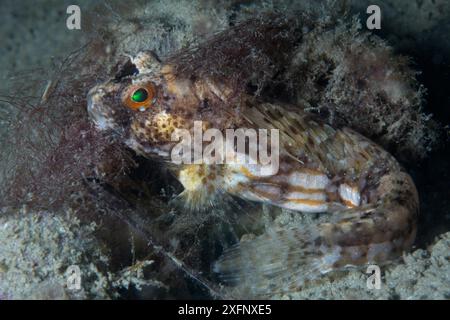 Butterfly blenny (Blennius ocellaris) Jersey, British Channel Islands ...