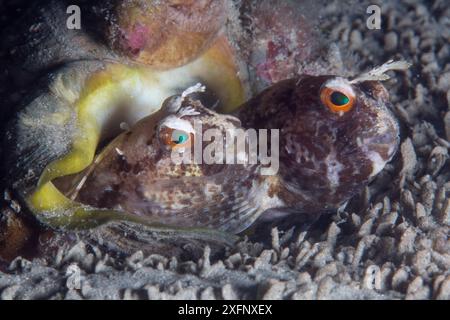 Butterfly blenny (Blennius ocellaris) Jersey, British Channel Islands ...