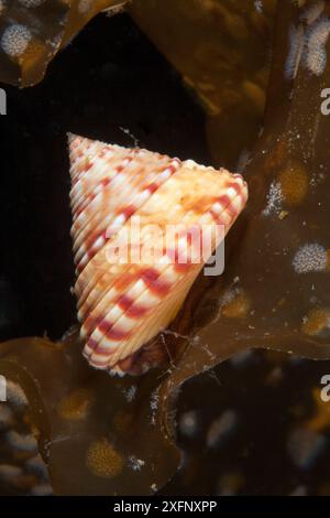 Painted top shell (Calliostoma zizyphinum) on beach in sea sand Stock ...