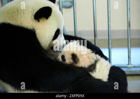 Giant panda female Huan Huan nursing cub, three months old (Ailuropoda ...