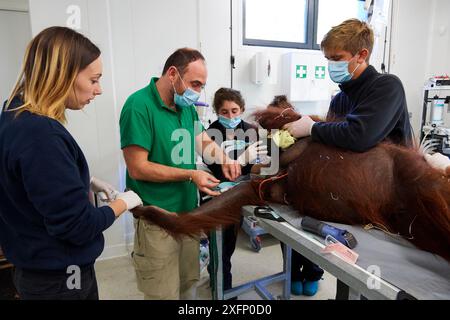 Veterinarian women taking blood sample from a cat. Blood sample drawing ...