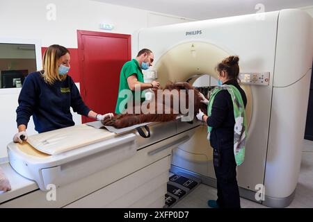 Female Orangutan (Pongo pygmaeus) under anaesthetic and undergoing an ...
