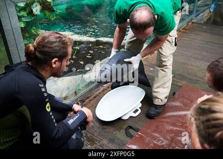 Veterinarian and keeper weighing newborn Caribbean manatee or West ...