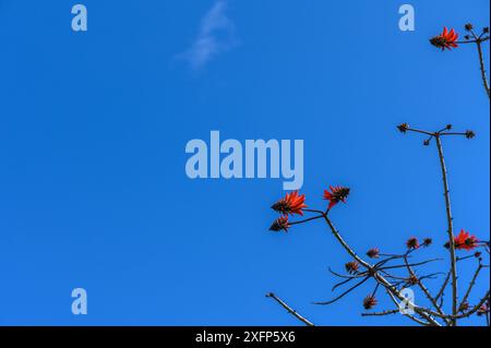 Indian coral tree blooms in Cyprus 2 Stock Photo - Alamy