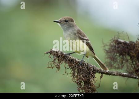 Galapagos flycatcher (Myiarchus magnirostris) Highlands, El Puntudo ...