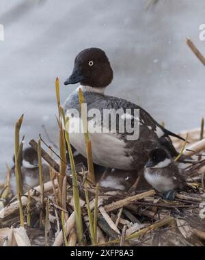 Common Goldeneye, Bucephala clangula, immature male Stock Photo - Alamy