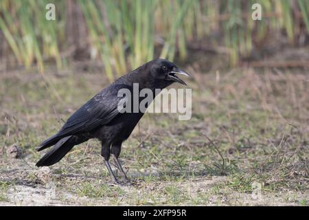 An American Crow, Corvus brachyrhynchos, foraging at the harbor in ...