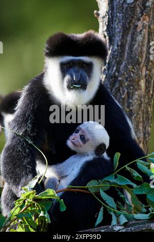 Colobus monkeys (family Cercopithecidae), in Monkey Valley, the new ...