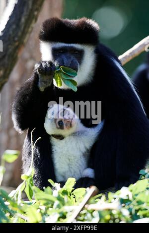 Colobus monkeys (family Cercopithecidae), in Monkey Valley, the new ...