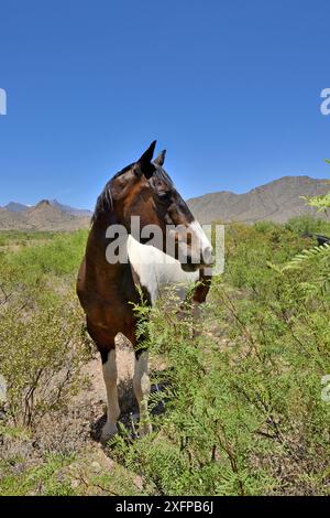 Horse near San Simon. Arizona, USA, June Stock Photo - Alamy