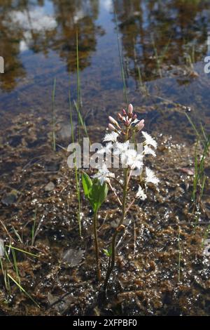 Bog Bean in small pond at Wandlebury country park, Cambridge, UK Stock ...