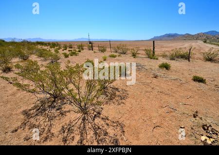 Fenced off and cleared area of desert for Pistachio (Pistacia vera ...
