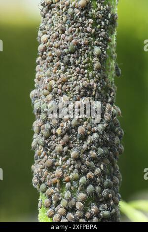 Black elderberry aphids (Aphis sambuci) colony on elderberry stems ...