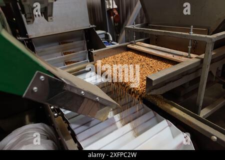 Grain sorting machine, Paddy machine sorts grains of one crop ...