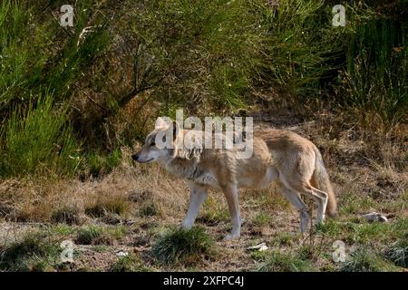 Mongolian wolf Canis lupus Captive Stock Photo - Alamy