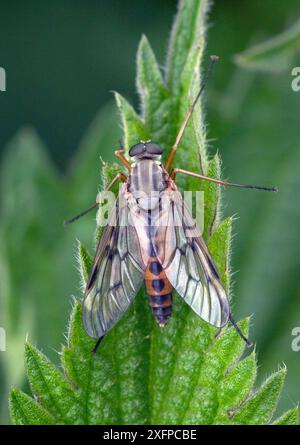 Marsh Snipe Fly (Rhagio tringarius) Insecta Stock Photo - Alamy