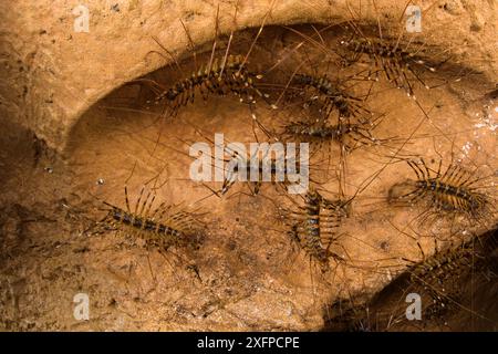 Cave centipedes (Thereuopoda longicornis) on cave ceiling. Gomantong ...