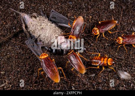 Cockroaches and darkling beetles feeding on a young dead Wrinkle-lipped ...