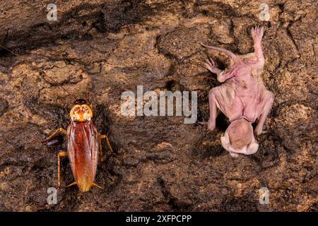 Australian cockroach (Periplaneta australasiae, Blatta australasiae ...