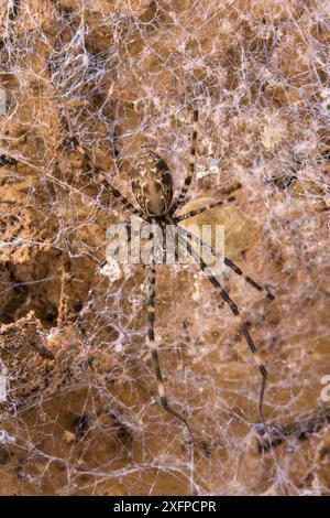 Cave web spider (Psechrus borneo) female with egg sac, Gomantong caves ...